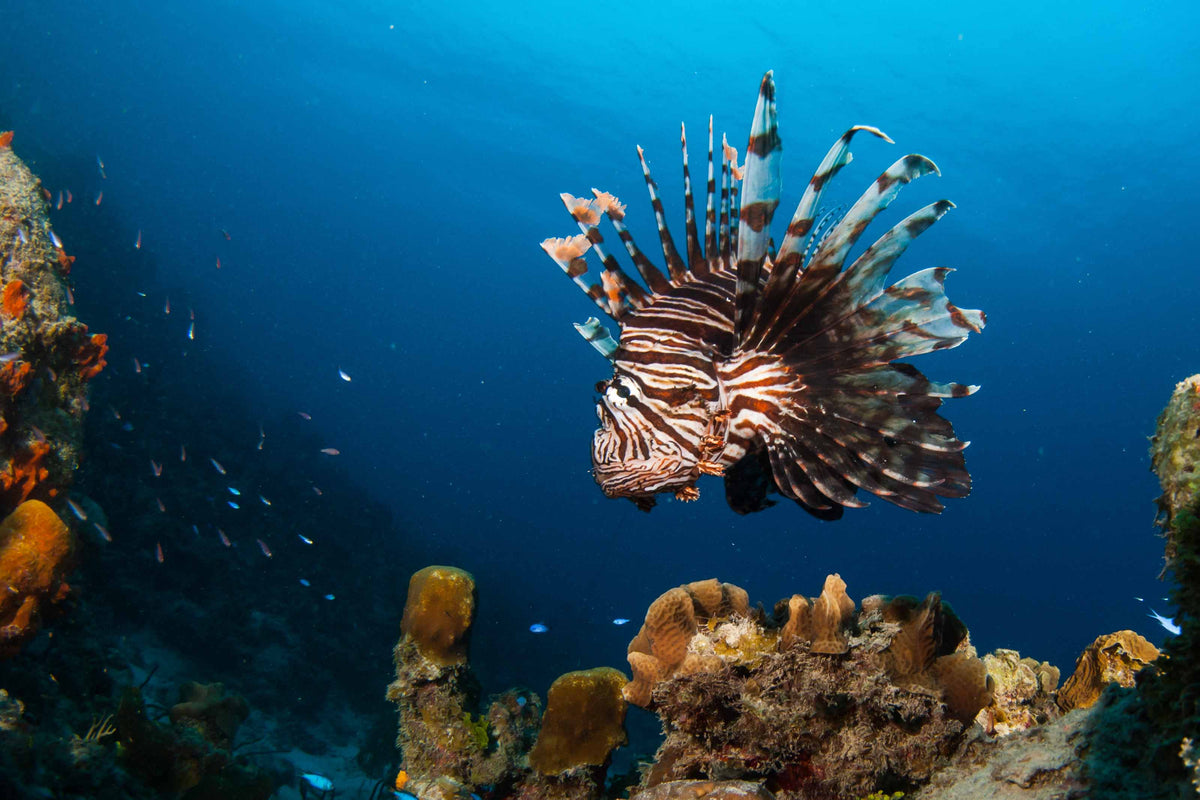 Ocean Invasive Species Awareness | Paragon Dive Group